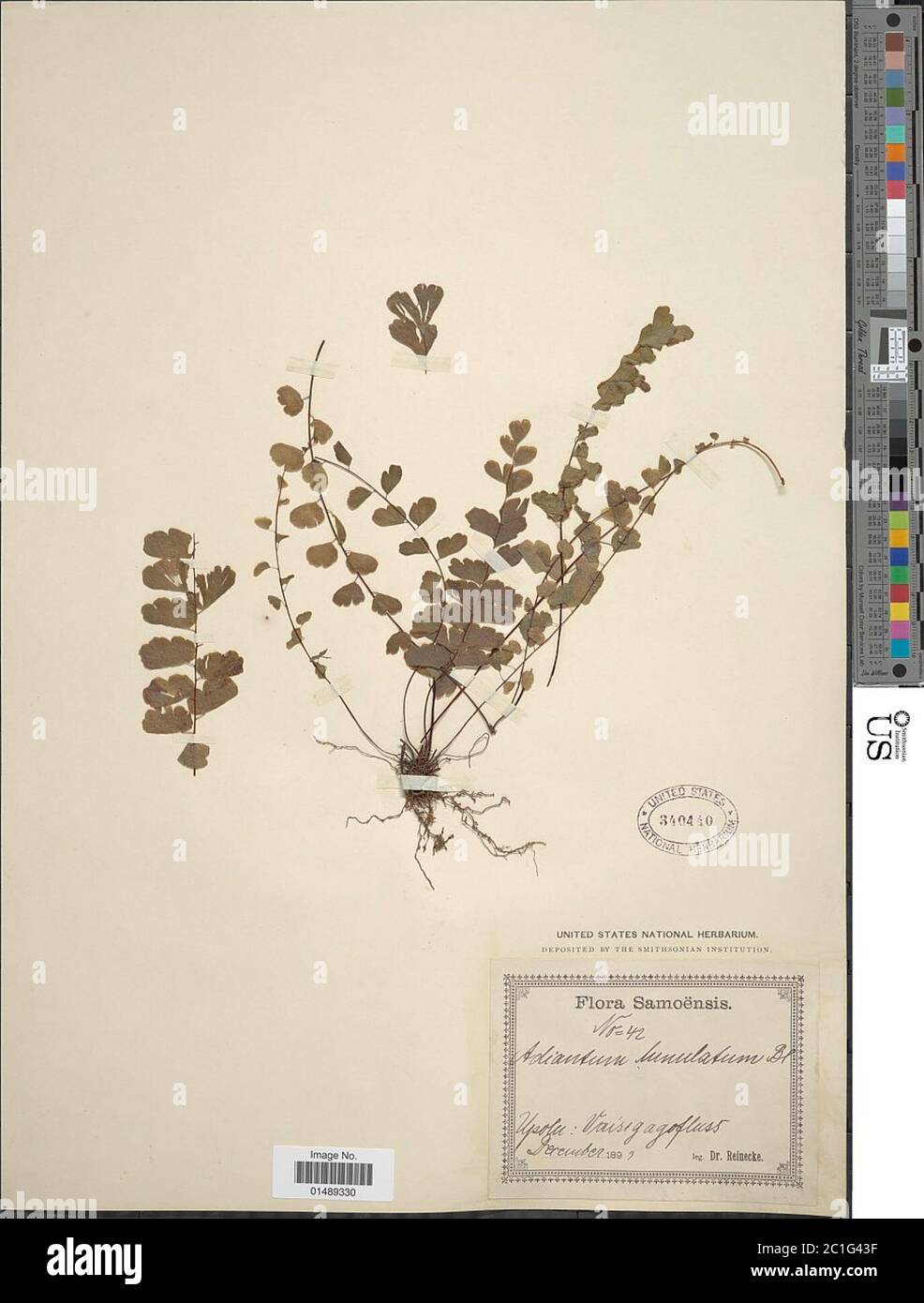 Adiantum philippense L Adiantum philippense L Stock Photo - Alamy