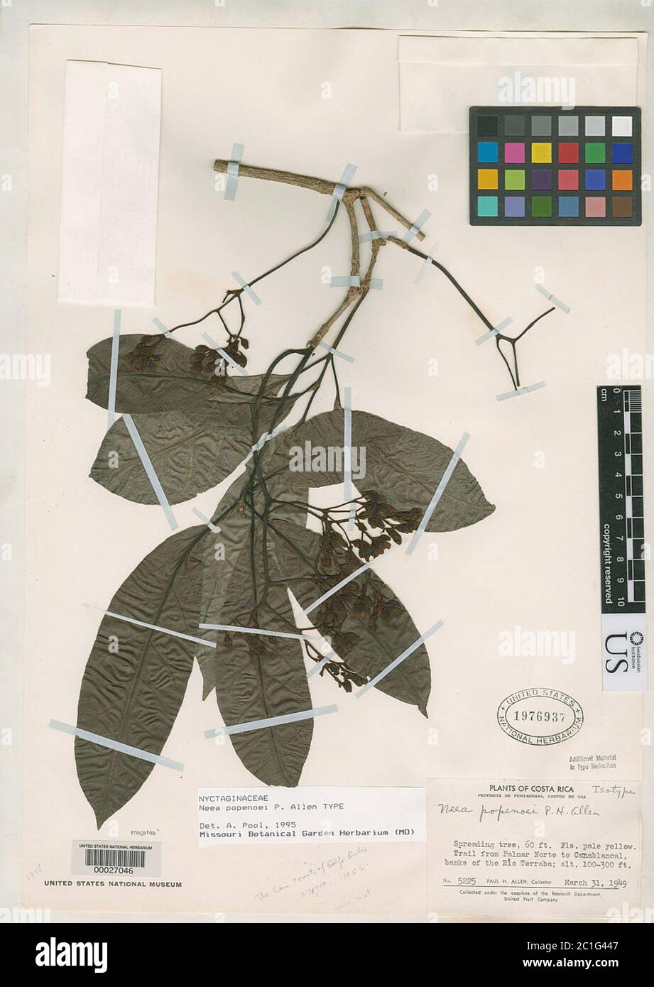 Neea popenoei PH Allen Neea popenoei PH Allen Stock Photo - Alamy