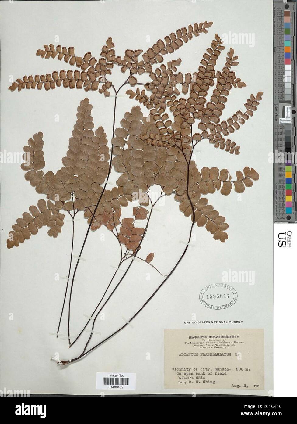 Adiantum flabellulatum L Adiantum flabellulatum L Stock Photo - Alamy