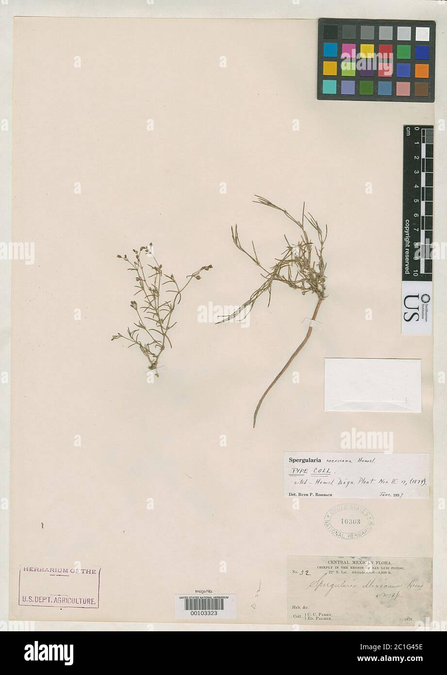 Spergularia mexicana Hemsl Spergularia mexicana Hemsl Stock Photo - Alamy