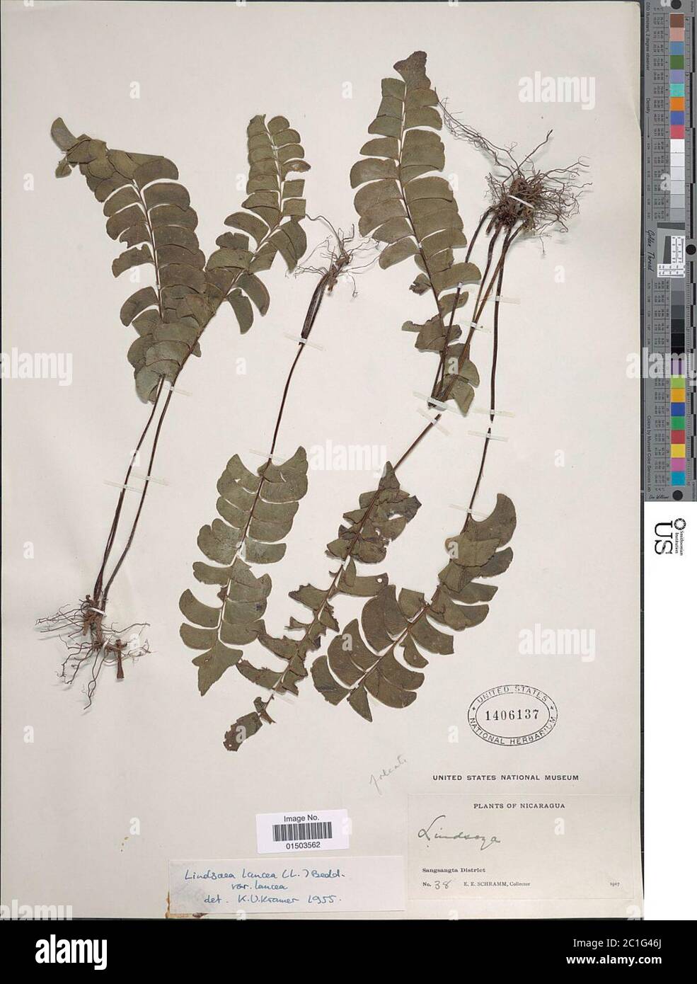 Lindsaea lancea L Bedd Lindsaea lancea L Bedd Stock Photo - Alamy