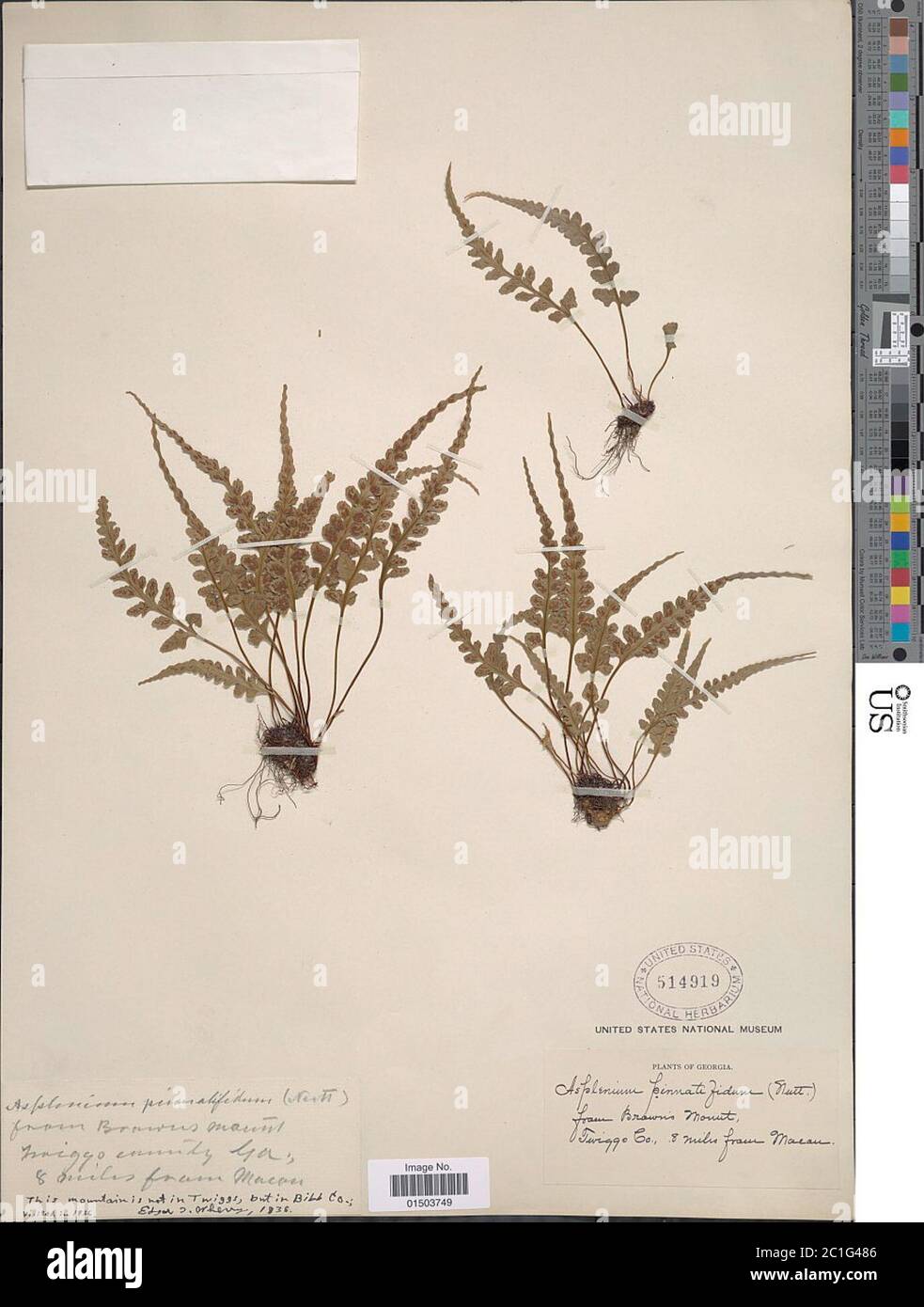 Asplenium pinnatifidum Asplenium pinnatifidum Stock Photo - Alamy