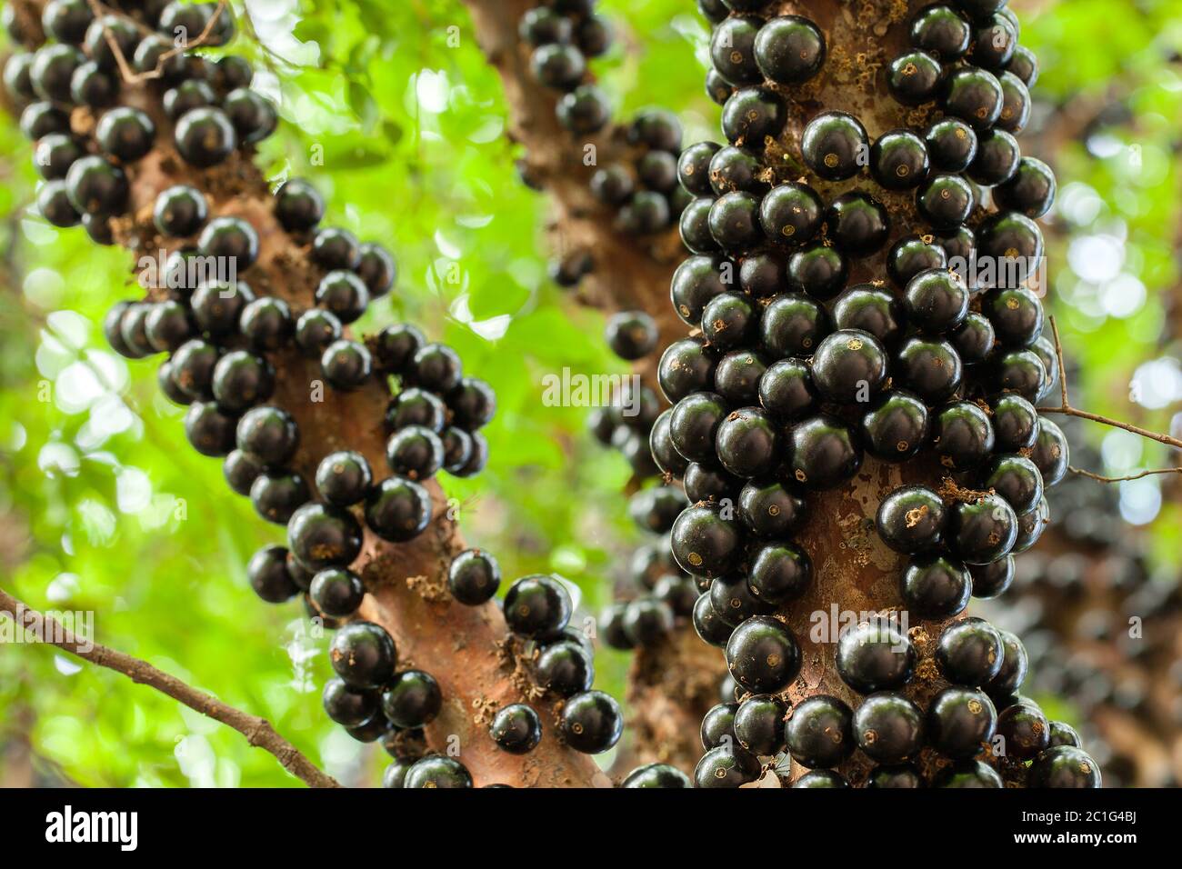 Jaboticaba brazilian tree with a lot of full-blown fruits on trunk ...