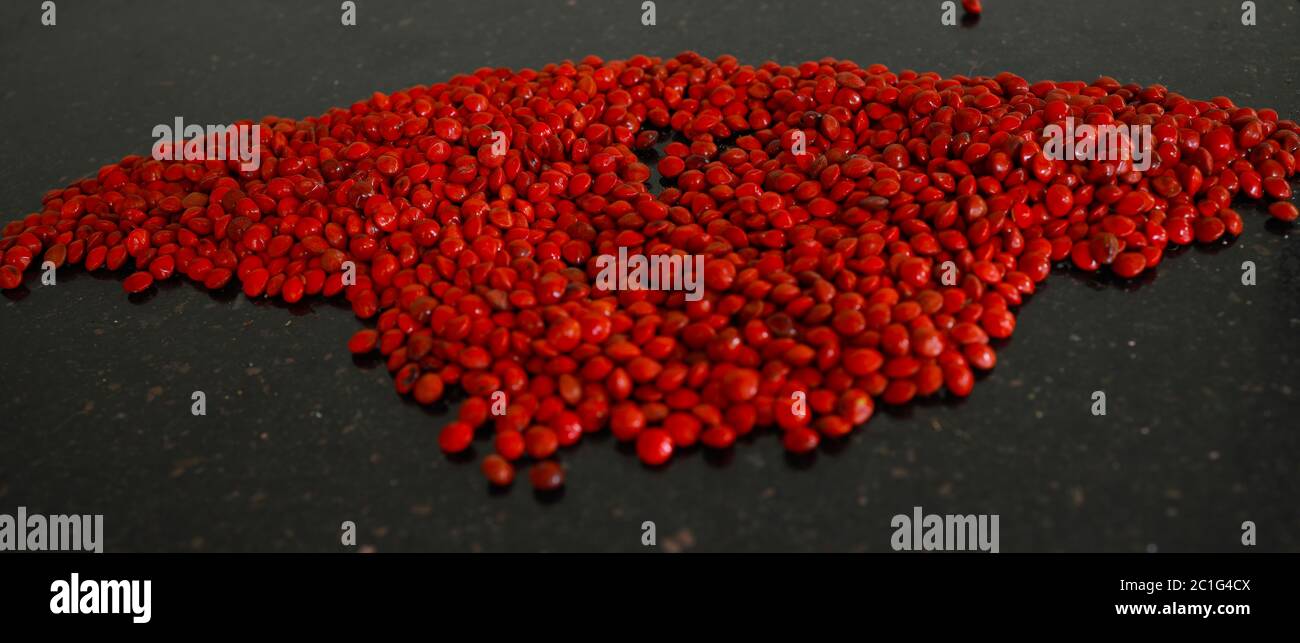 Red sandalwood (Adenanthera pavonina) seeds isolated on a black ...
