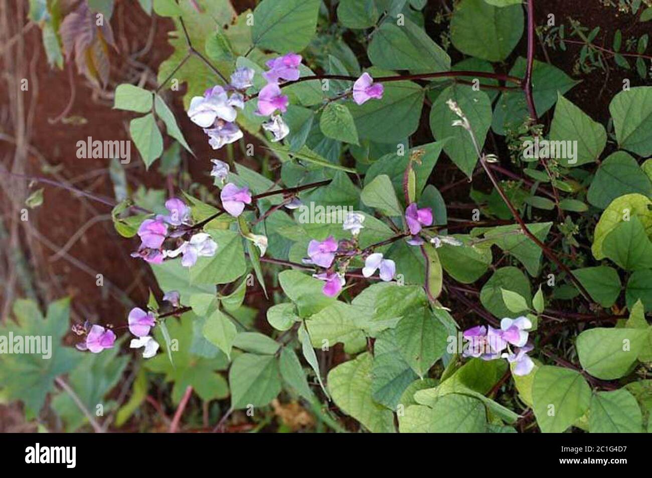 Lablab purpureus l hi-res stock photography and images - Alamy