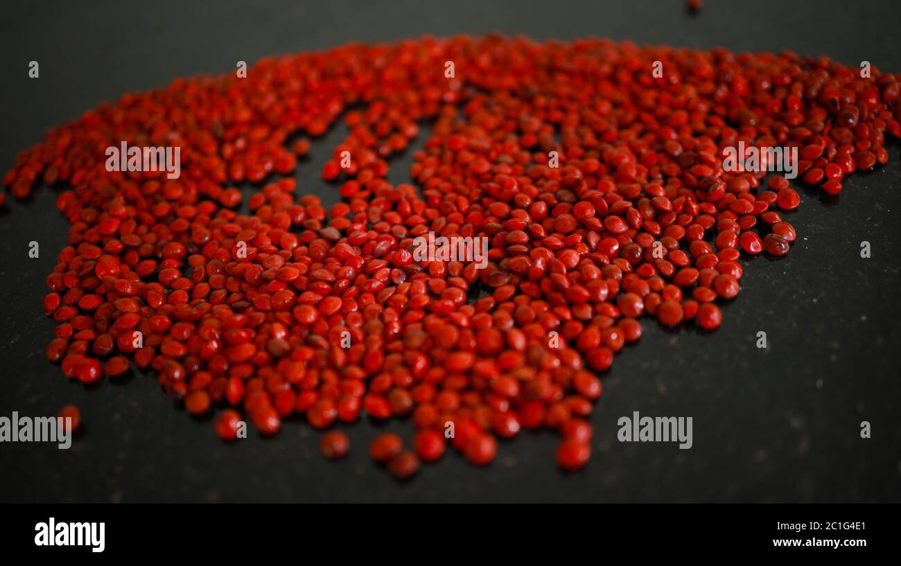 Red sandalwood (Adenanthera pavonina) seeds isolated on a black ...