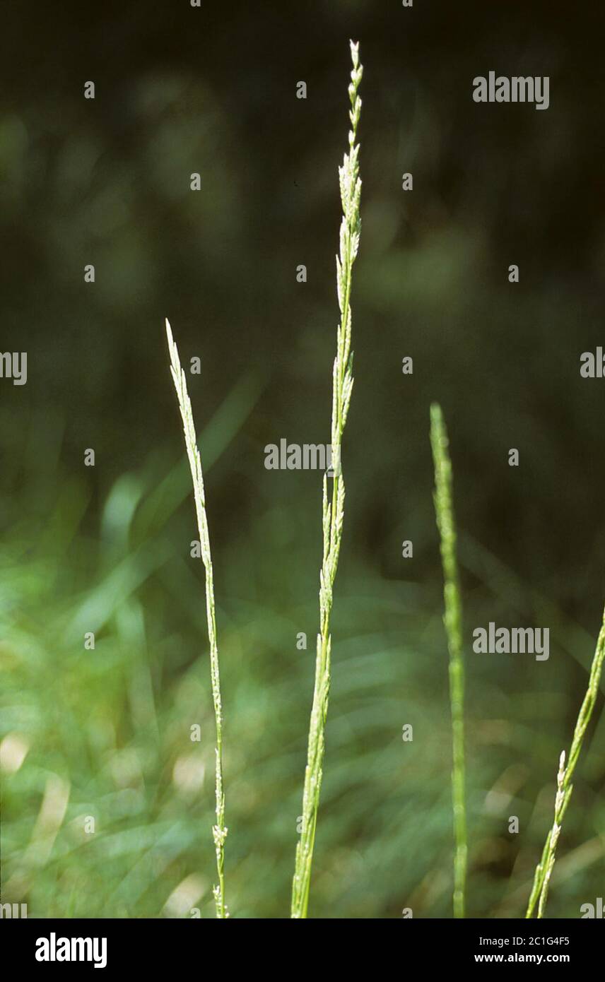 Glyceria multiflora Steud Glyceria multiflora Steud Stock Photo - Alamy