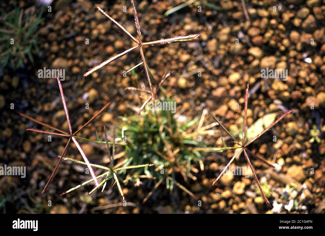 Chloris sp Chloris sp Stock Photo - Alamy
