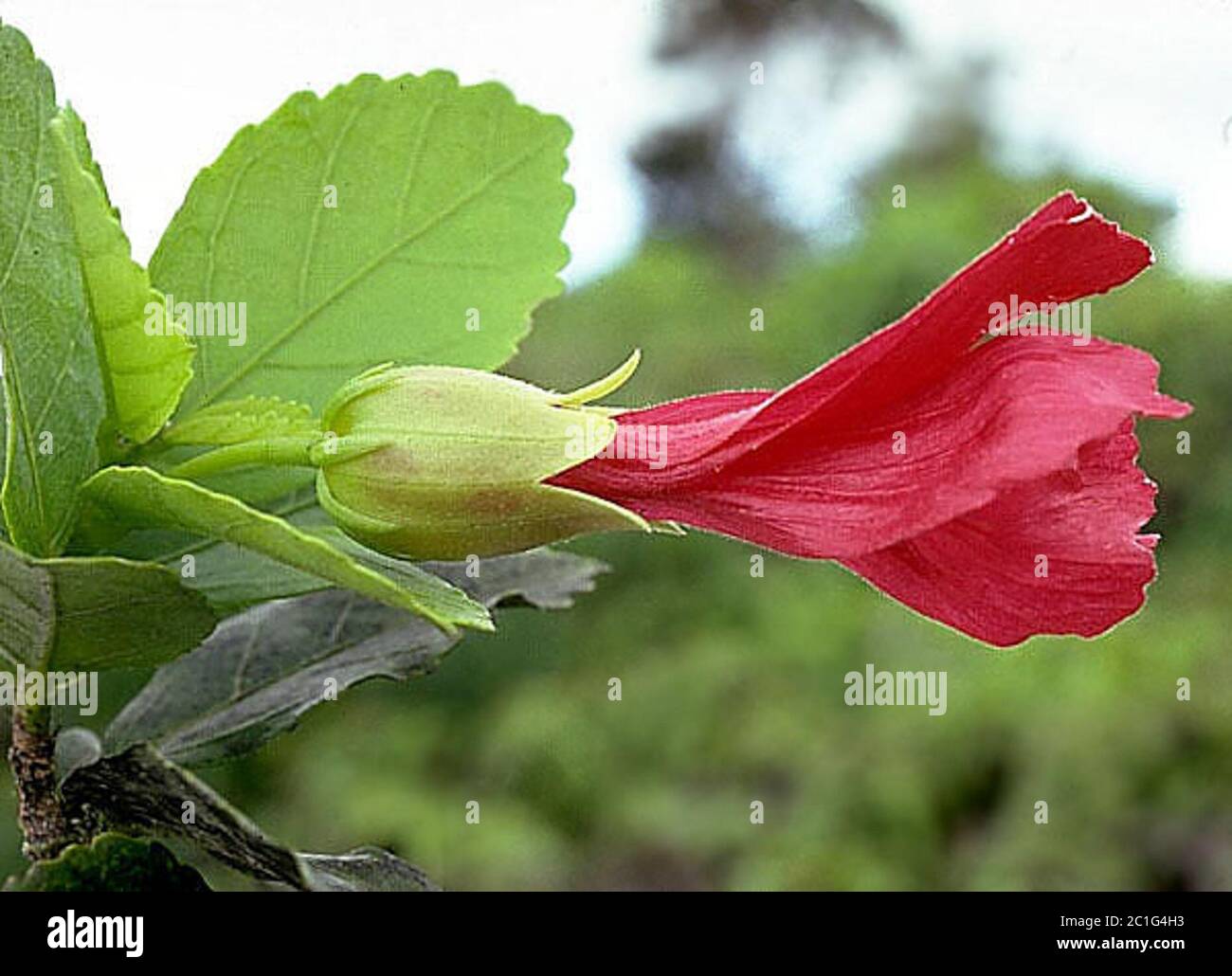 Kokio hi-res stock photography and images - Alamy