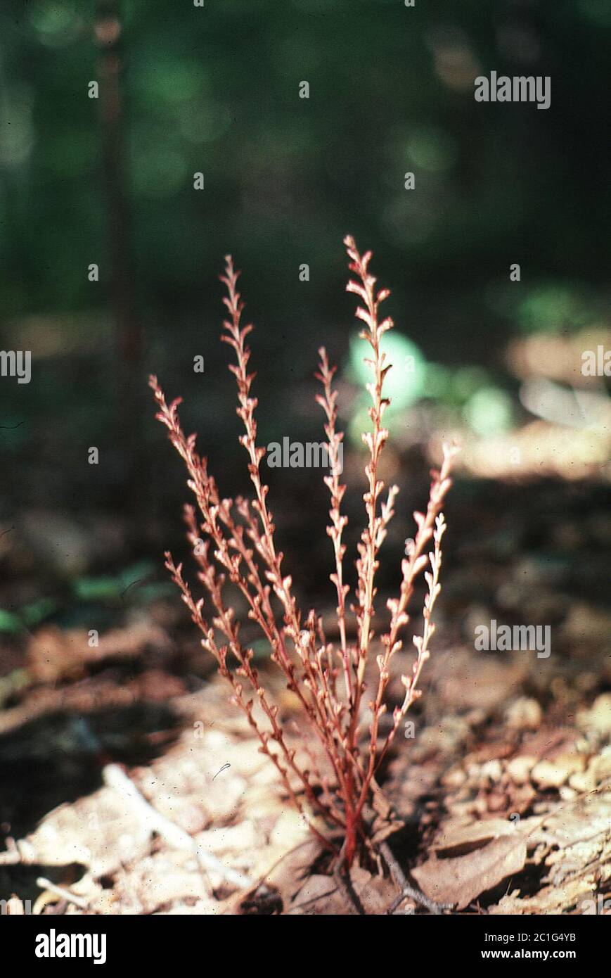 Epifagus virginiana L WPC Barton Epifagus virginiana L WPC Barton Stock ...