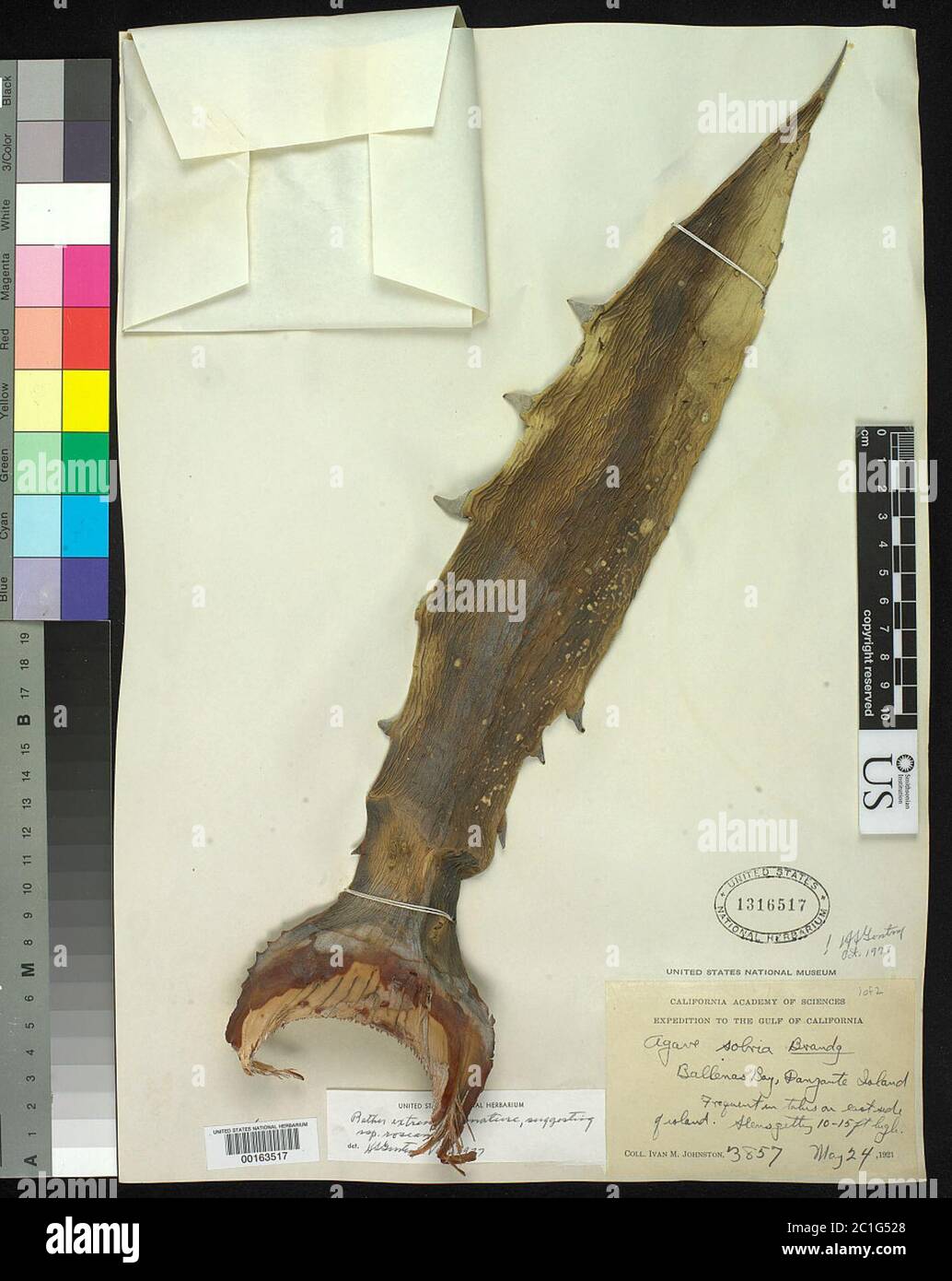 Sobria hi-res stock photography and images - Alamy