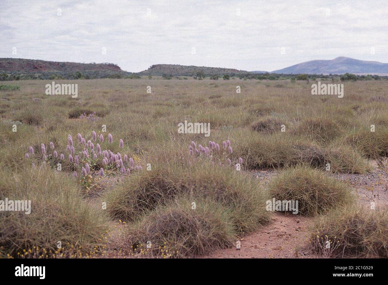 Triodia species hi-res stock photography and images - Alamy