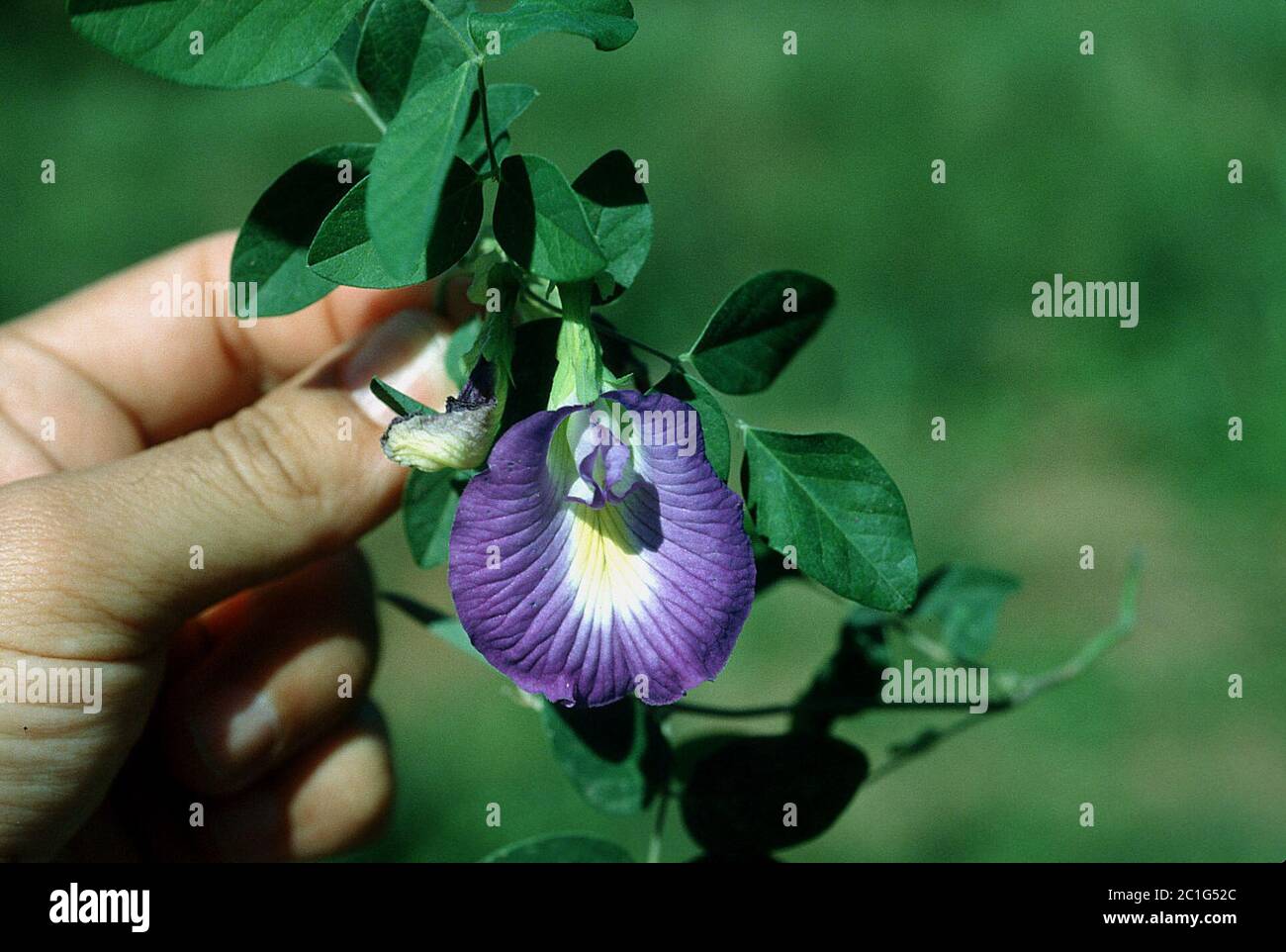 Clitoria ternatea L Clitoria ternatea L Stock Photo - Alamy