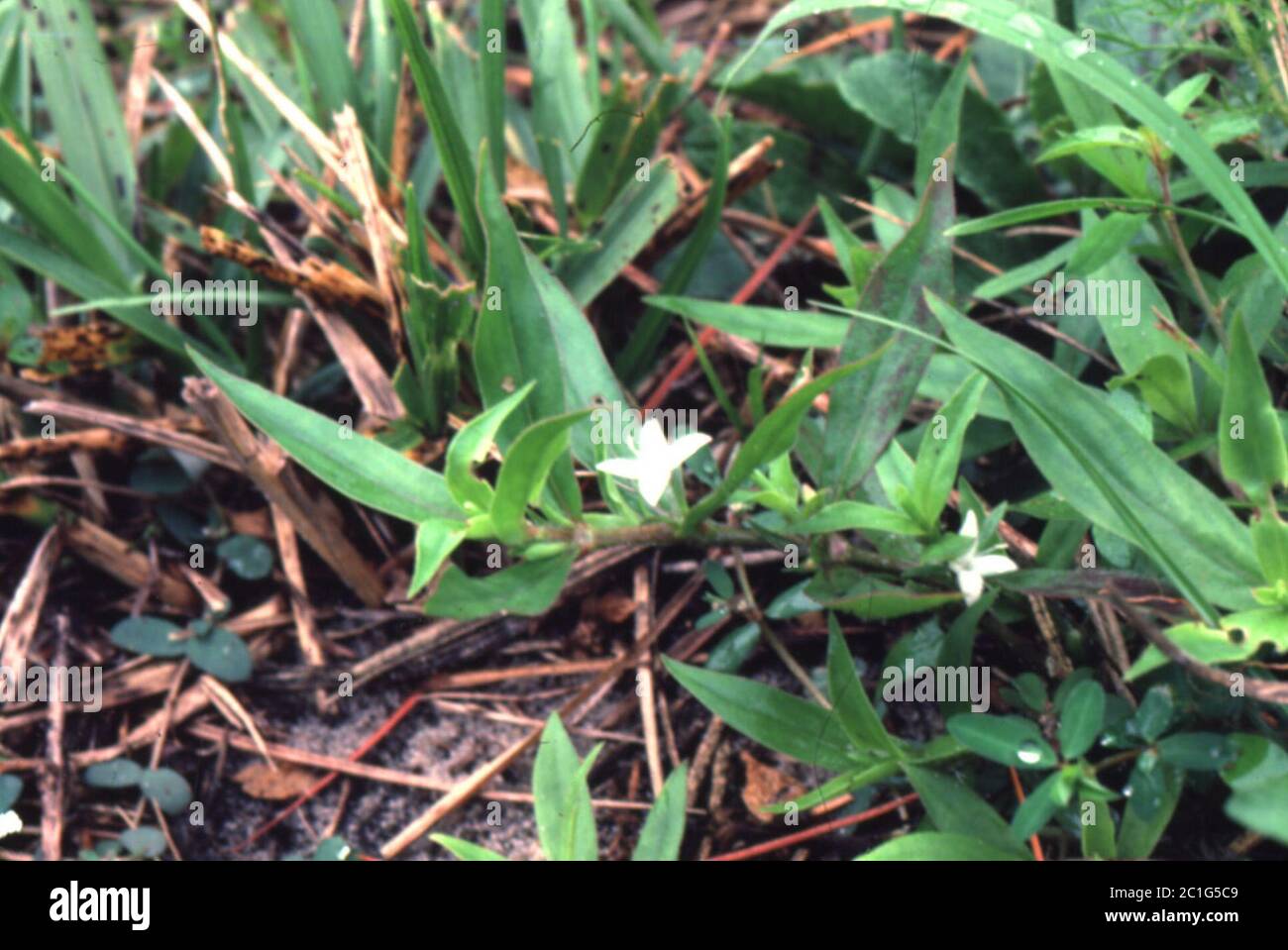 Diodia virginiana L Diodia virginiana L Stock Photo - Alamy