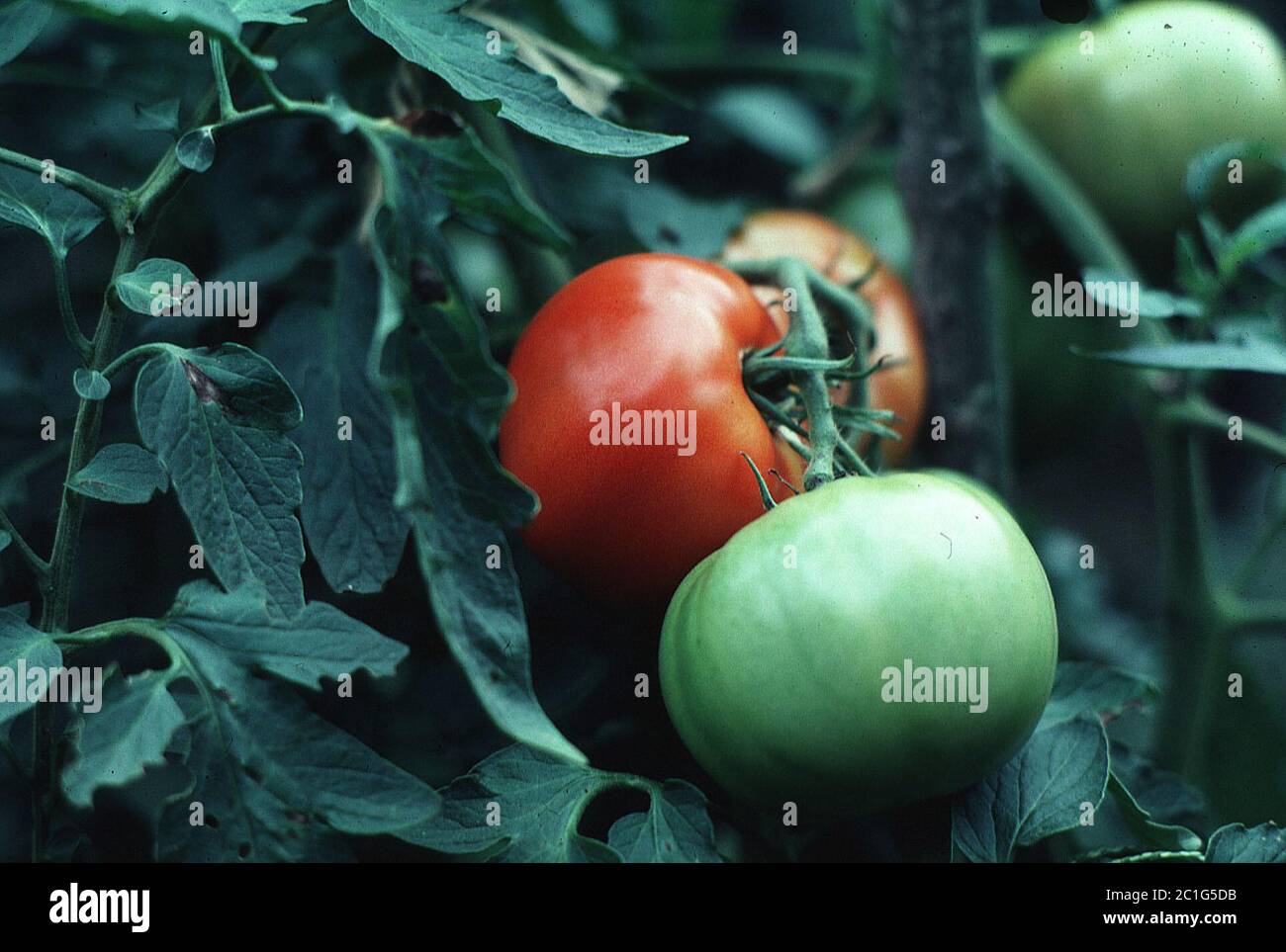 Solanum lycopersicum var hi-res stock photography and images - Alamy