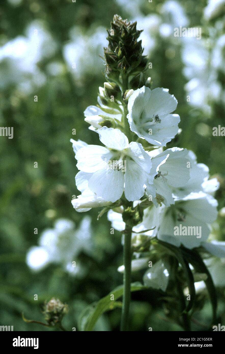 Sidalcea candida hi-res stock photography and images - Alamy
