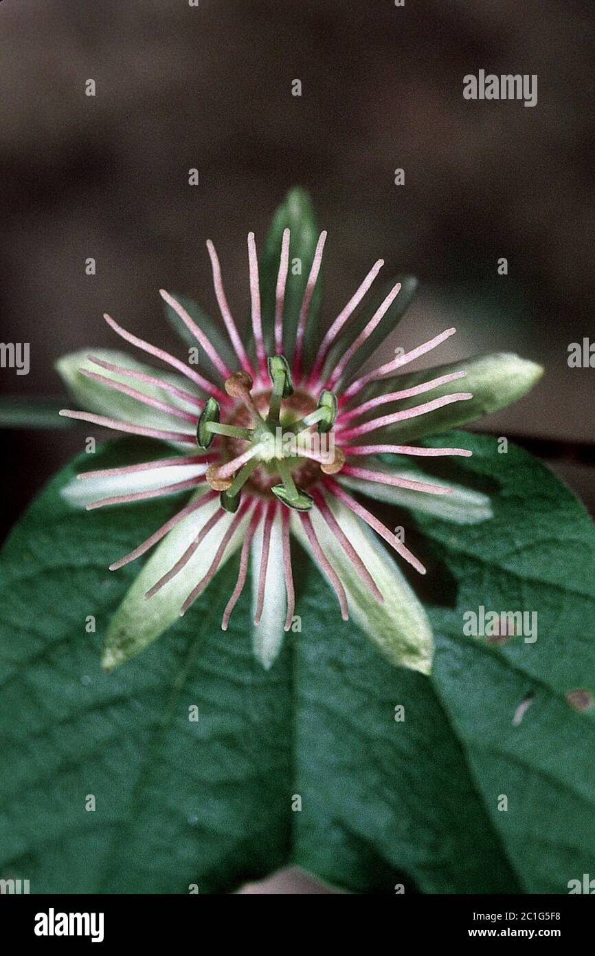 Passiflora rubra L Passiflora rubra L Stock Photo - Alamy