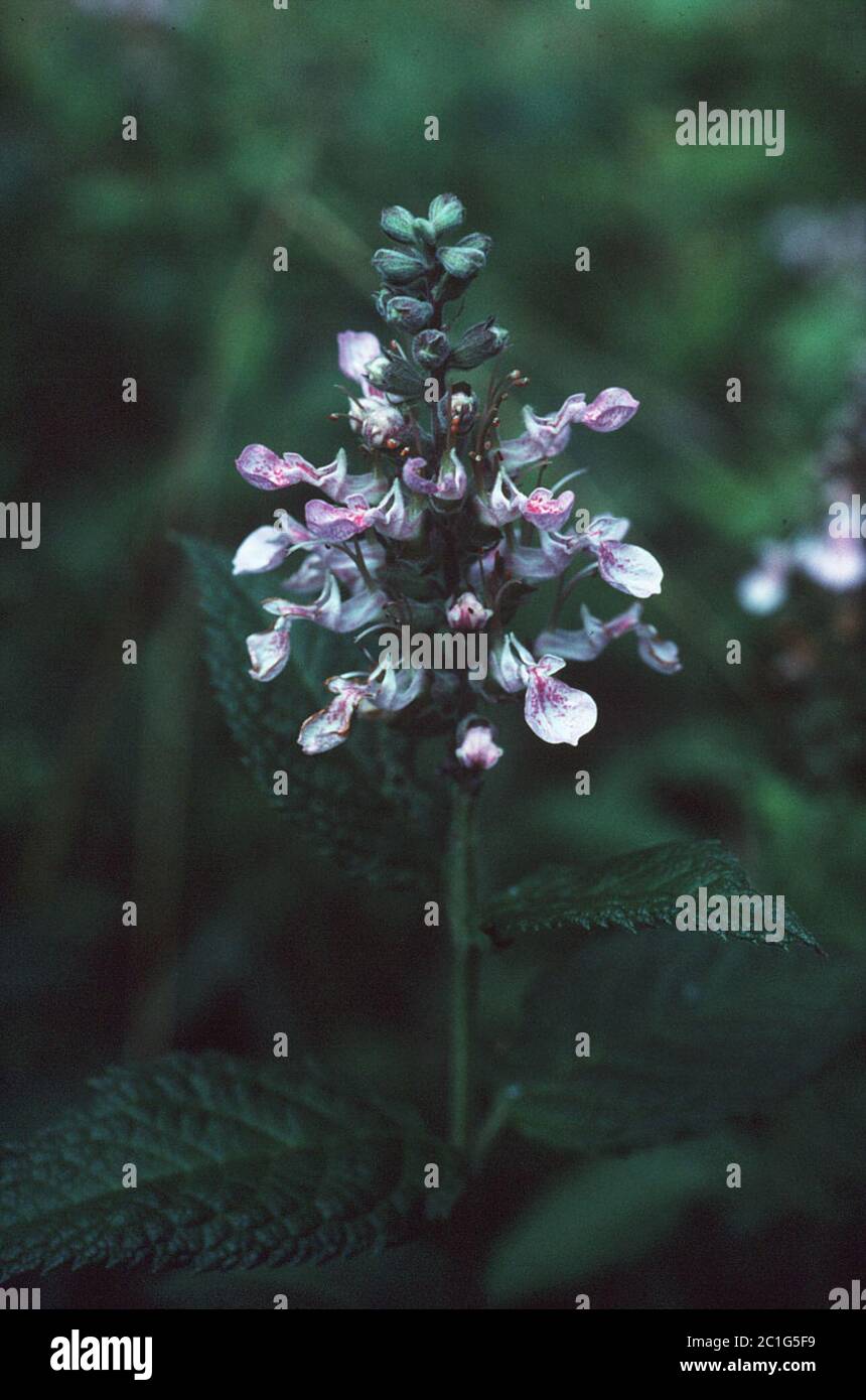 Teucrium canadense L Teucrium canadense L Stock Photo - Alamy