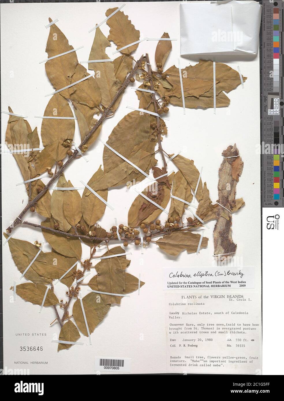 Colubrina elliptica hi-res stock photography and images - Alamy