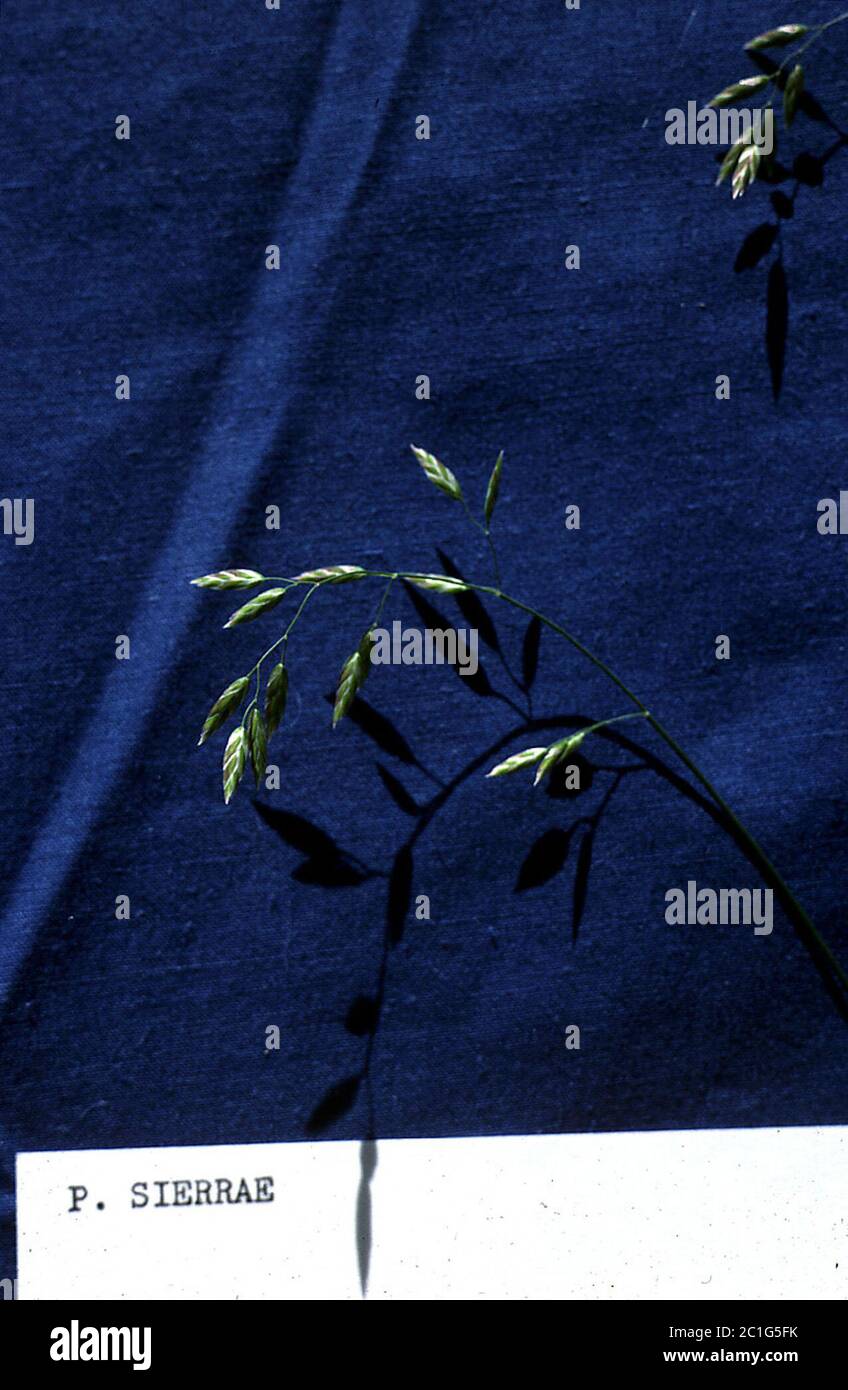 Poa sierrae JT Howell Poa sierrae JT Howell Stock Photo - Alamy