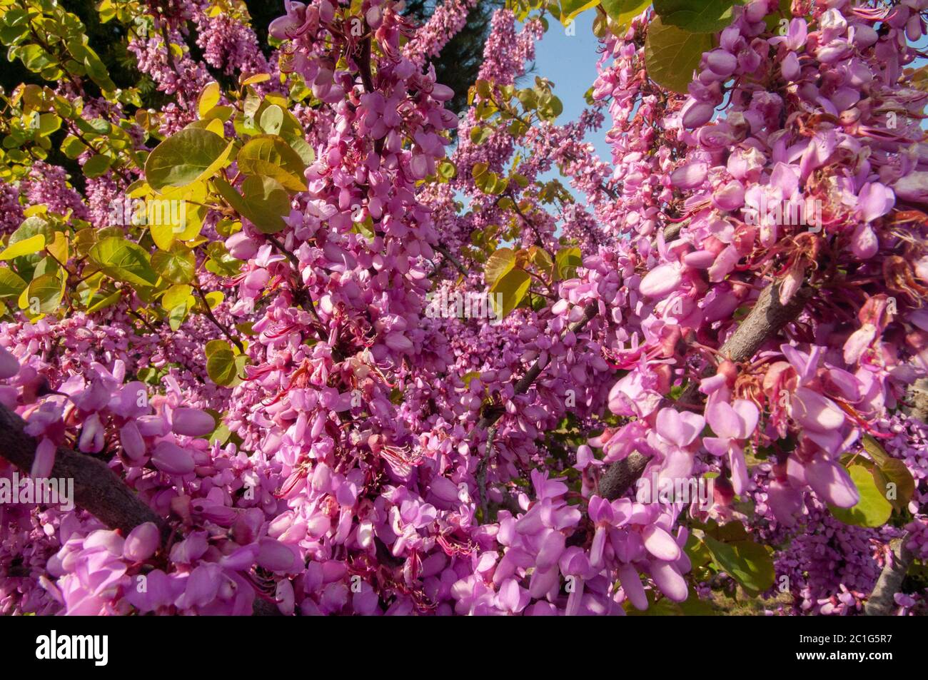 Close-up of the Beautiful pink flowers of the Judas-Tree (Cercis ...