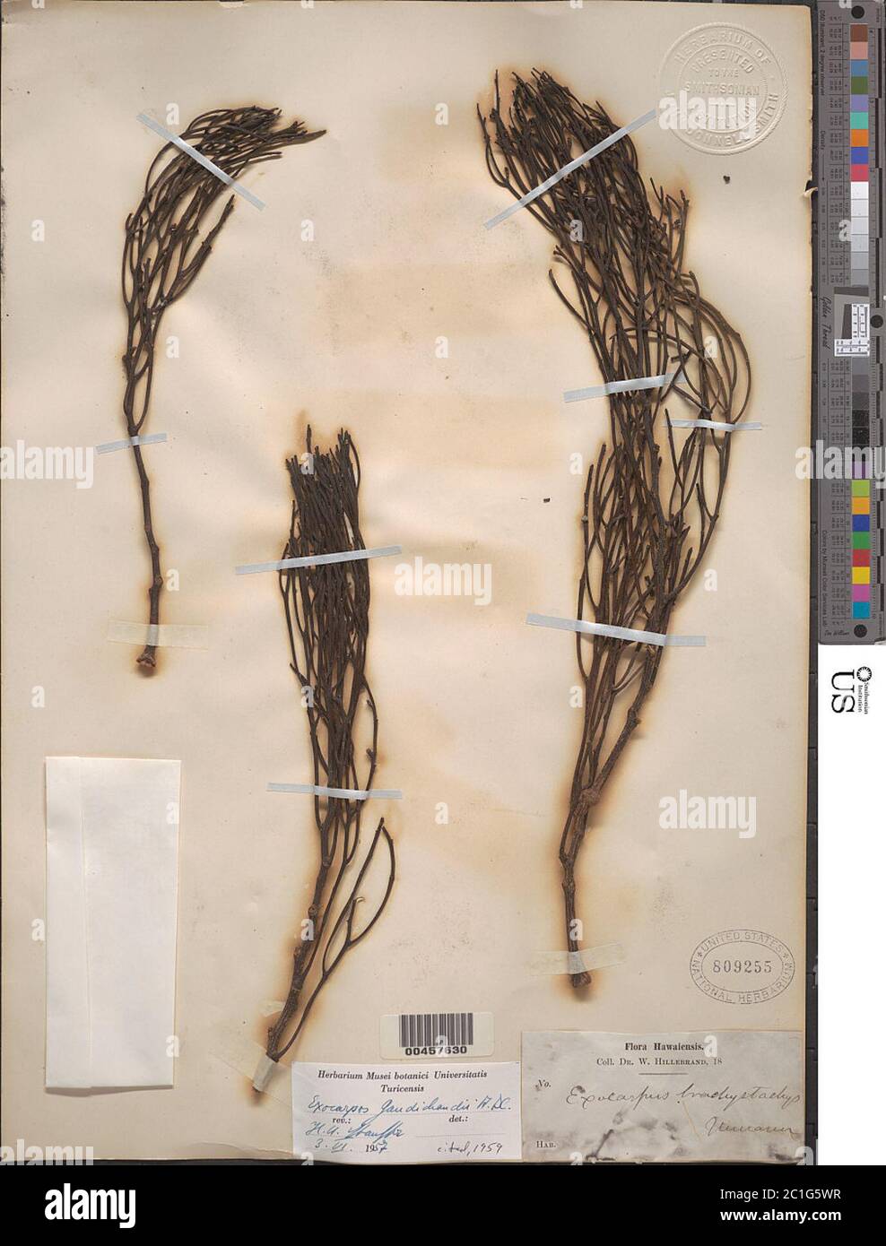 Exocarpus gaudichaudii Baker Exocarpus gaudichaudii Baker Stock Photo ...