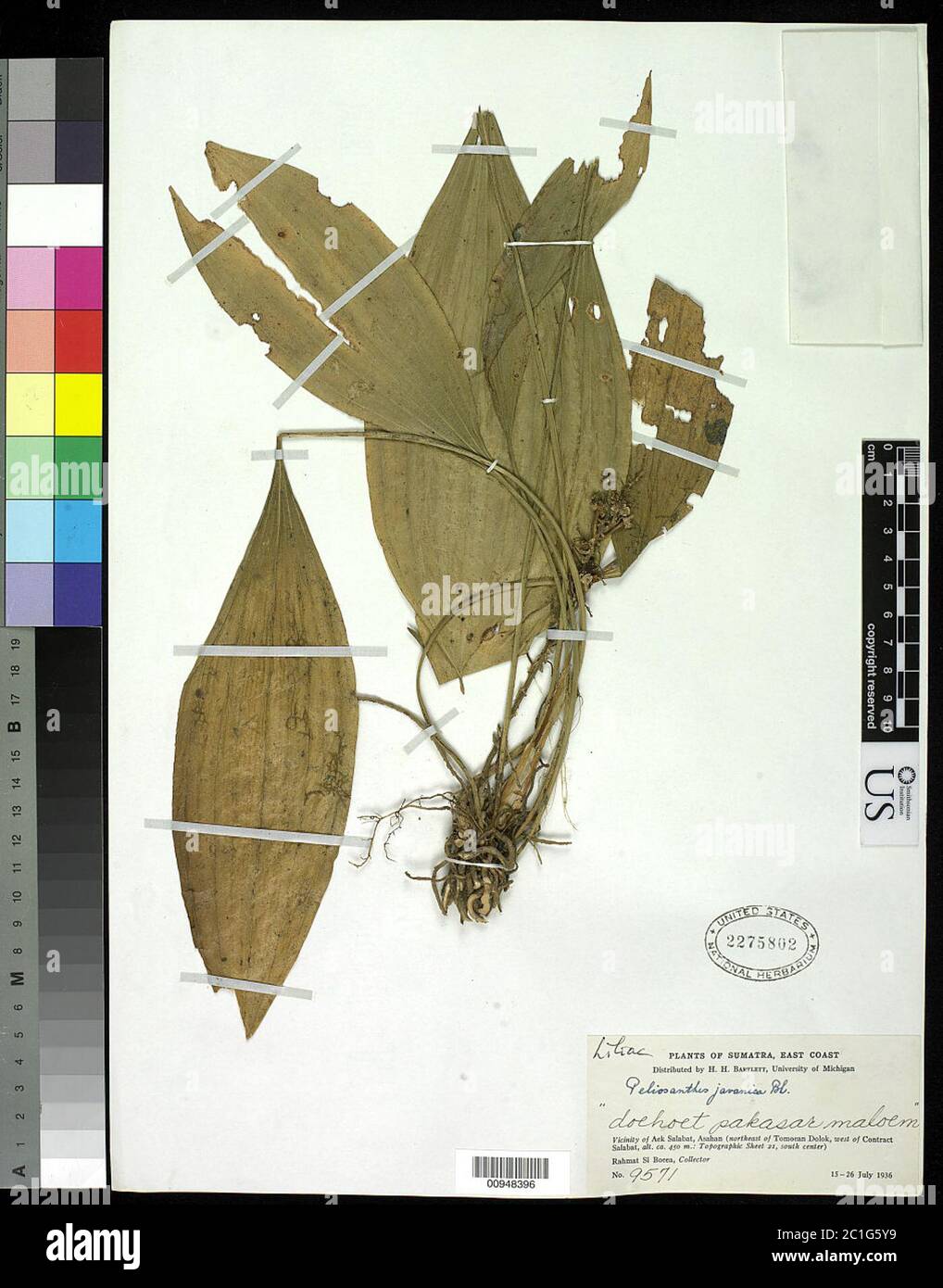 Peliosanthes teta subsp humilis Andrews Jessop ex Gandhi Peliosanthes ...