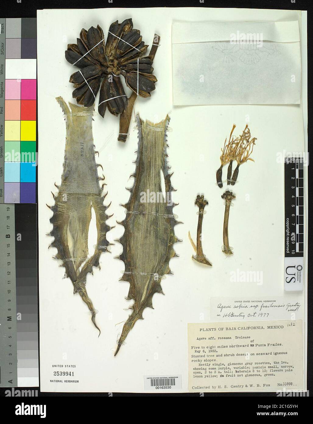 Agave sobria subsp frailensis Gentry Agave sobria subsp frailensis ...