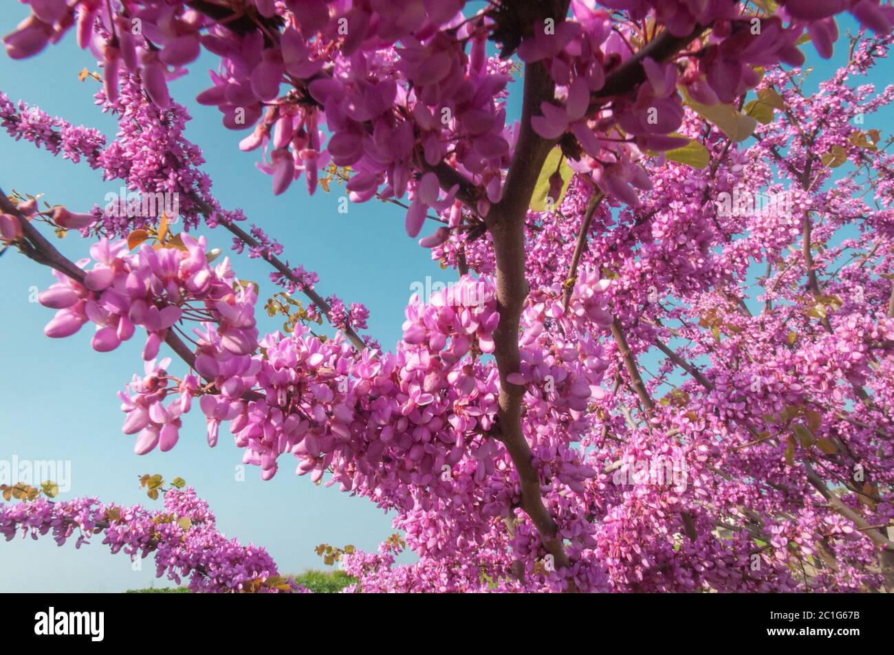 Close-up of the Beautiful pink flowers of the Judas-Tree (Cercis ...