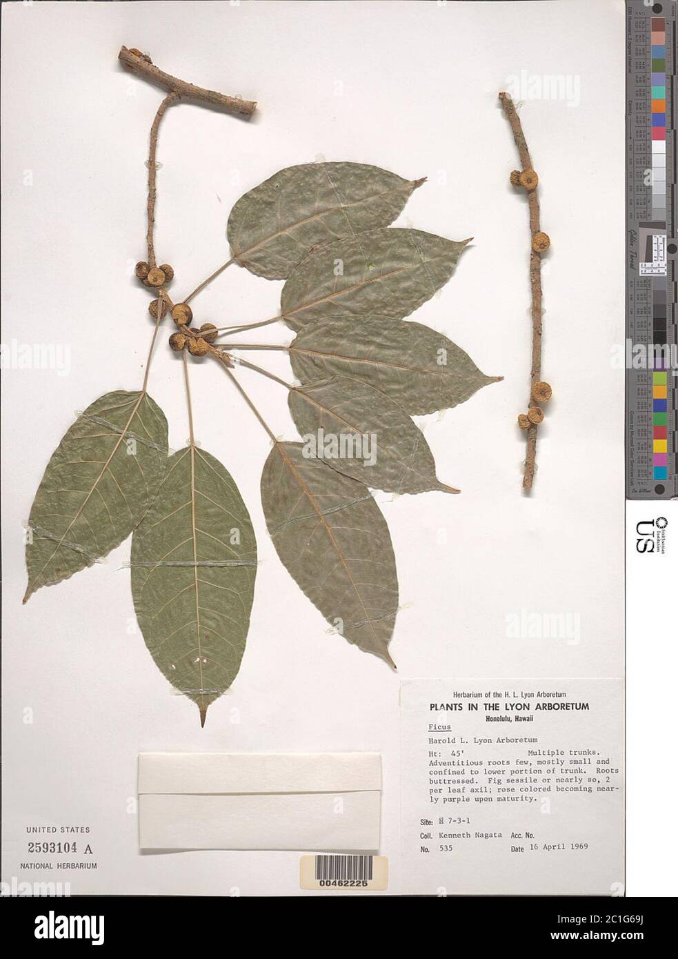 Ficus sp Ficus sp Stock Photo - Alamy