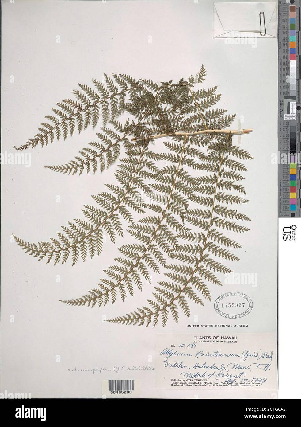 Athyrium microphyllum Sm Alston Athyrium microphyllum Sm Alston Stock ...