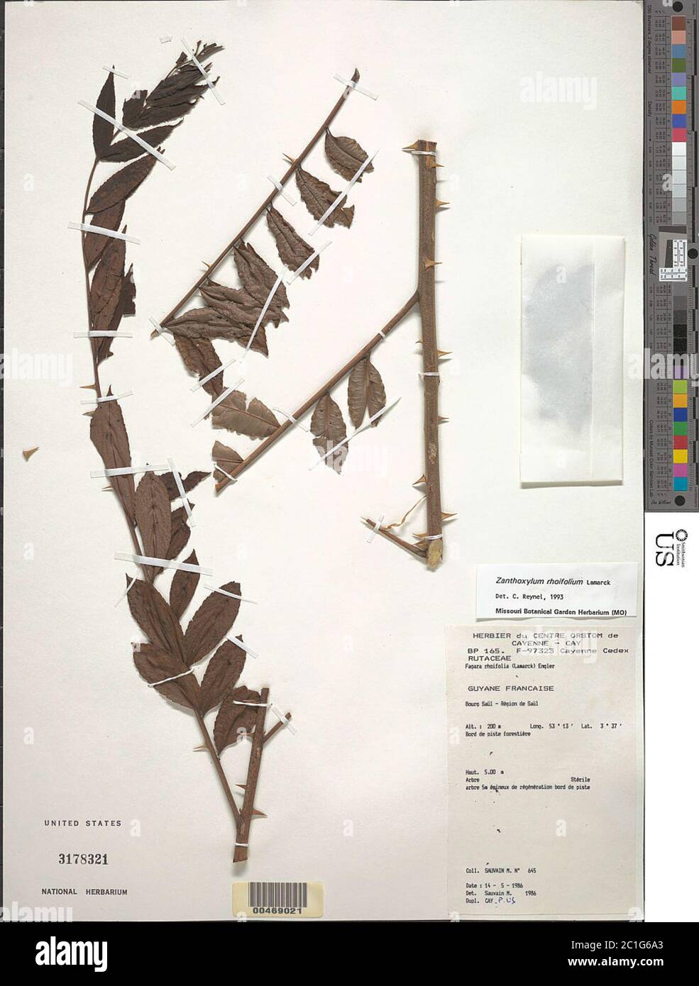 Zanthoxylum rhoifolium Lam Zanthoxylum rhoifolium Lam Stock Photo - Alamy