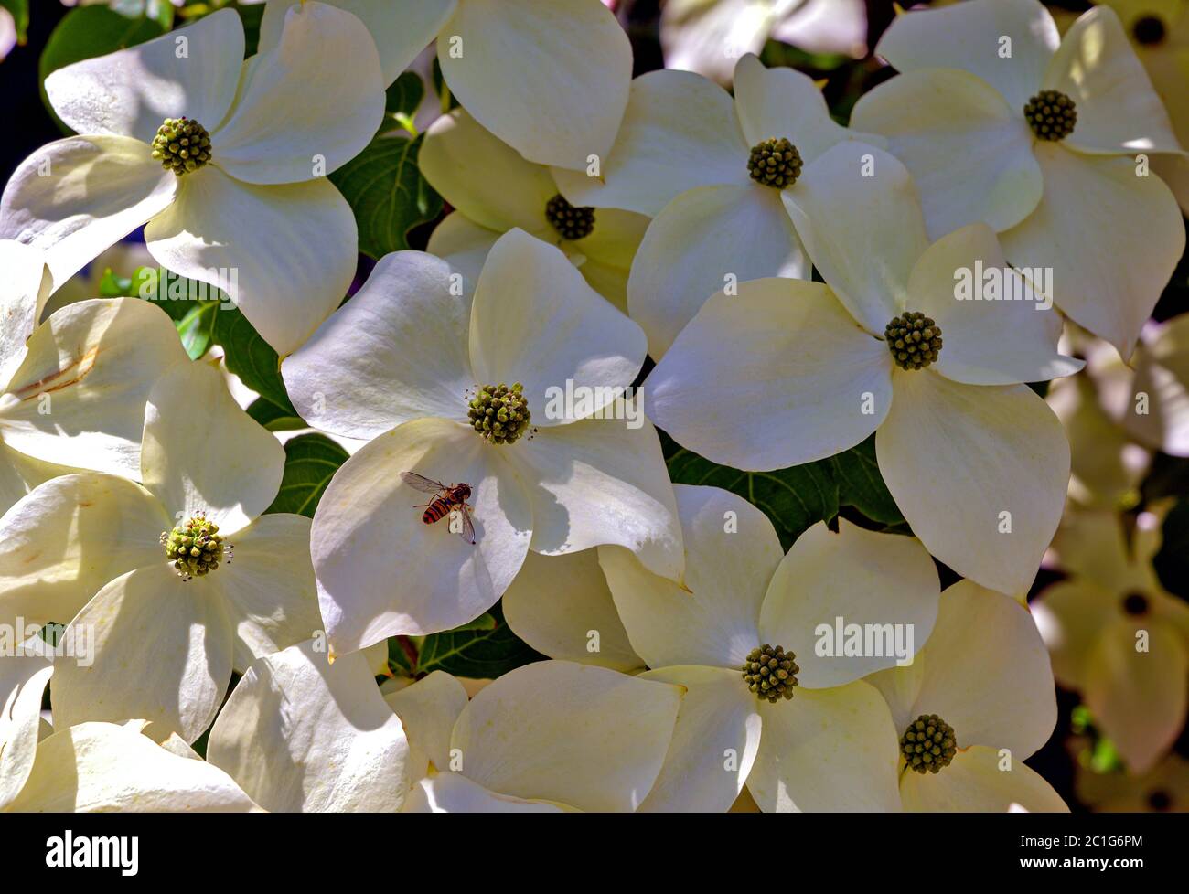 white flowers of a japanese dogwood Stock Photo - Alamy