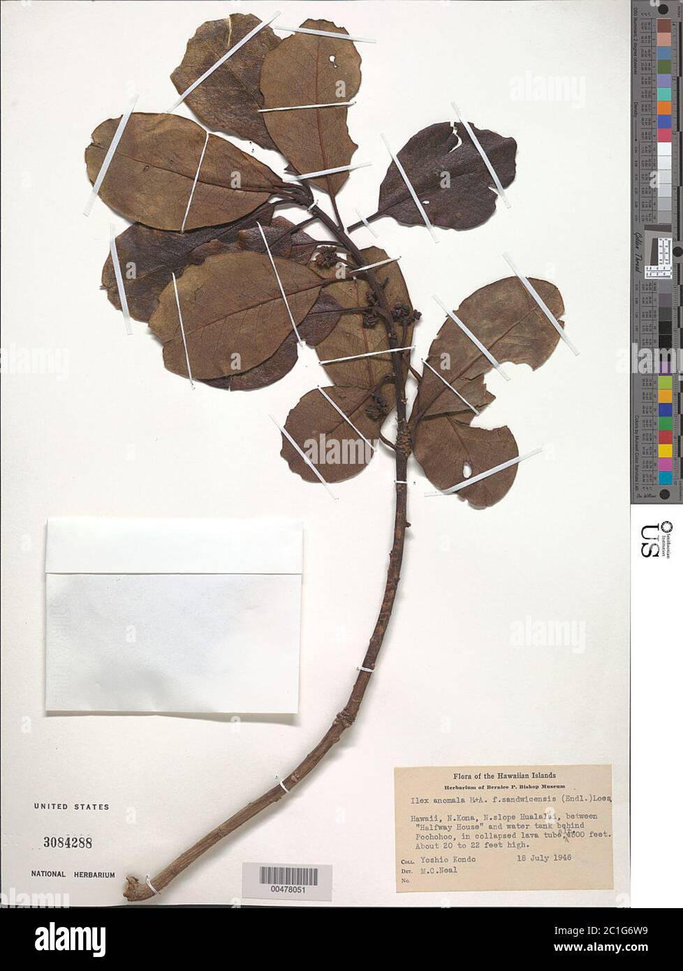 Ilex anomala Hook Arn Ilex anomala Hook Arn Stock Photo - Alamy