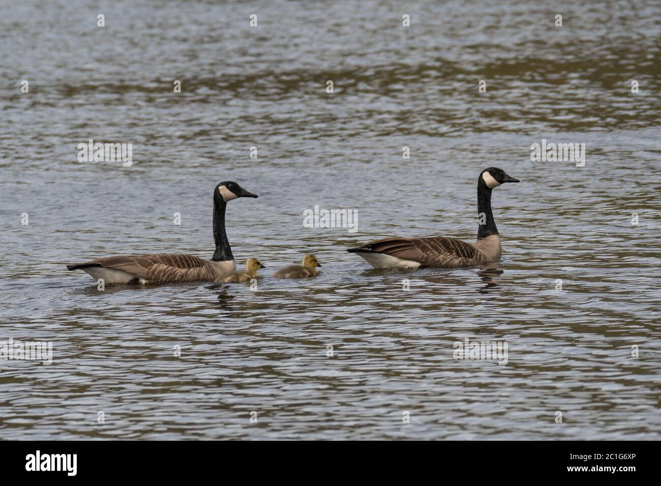 A pair of Canada Geese with their two goslings Stock Photo - Alamy