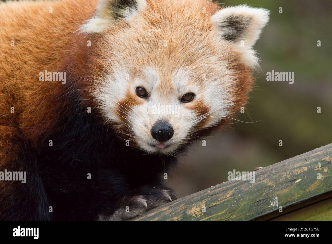 Bhalu hi-res stock photography and images - Alamy