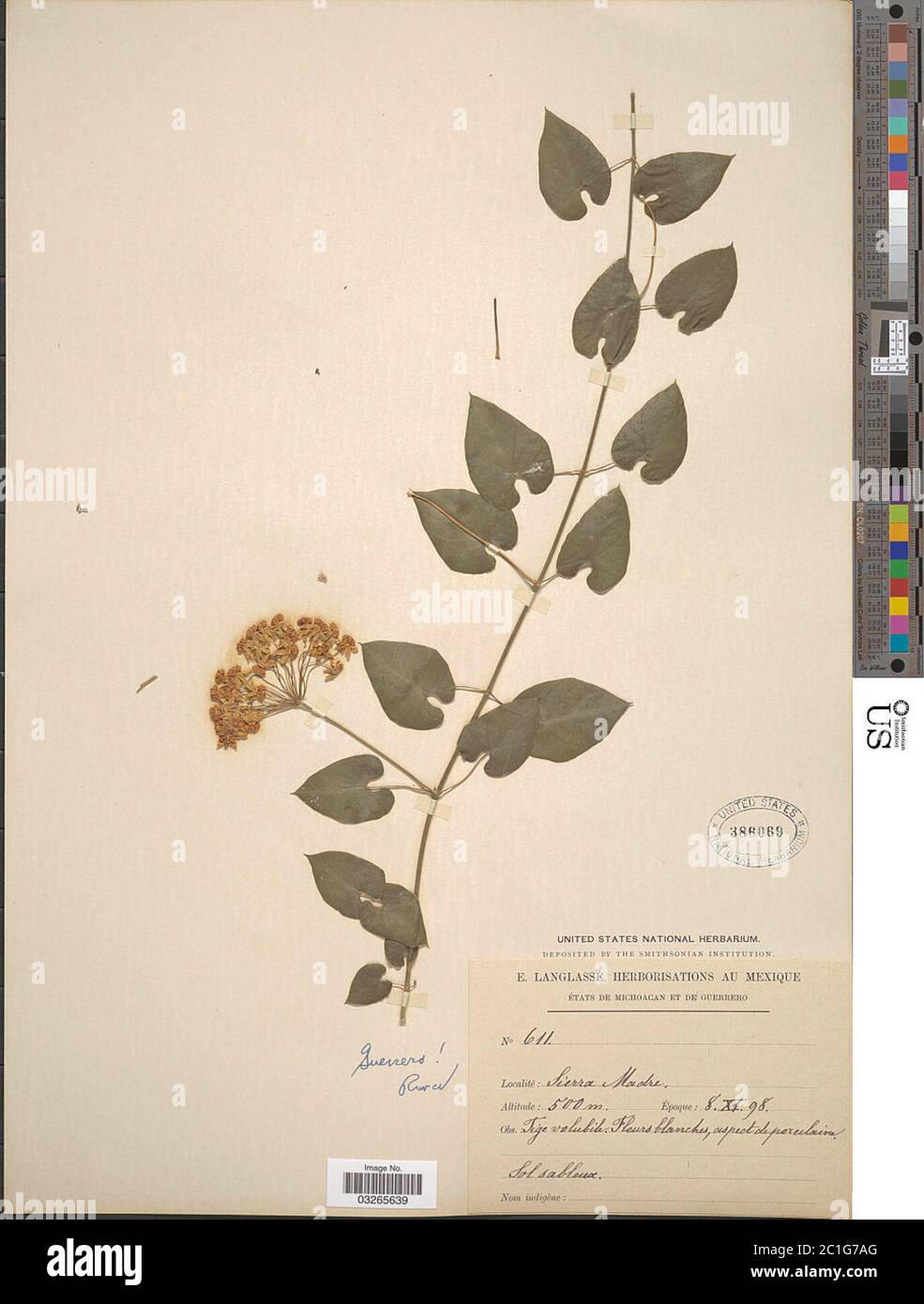 Sarcostemma hi-res stock photography and images - Alamy