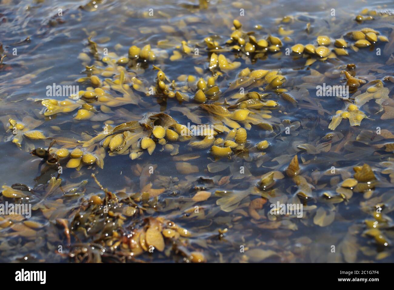 yellow and green seaweed floating on top of water in rock pool Stock ...