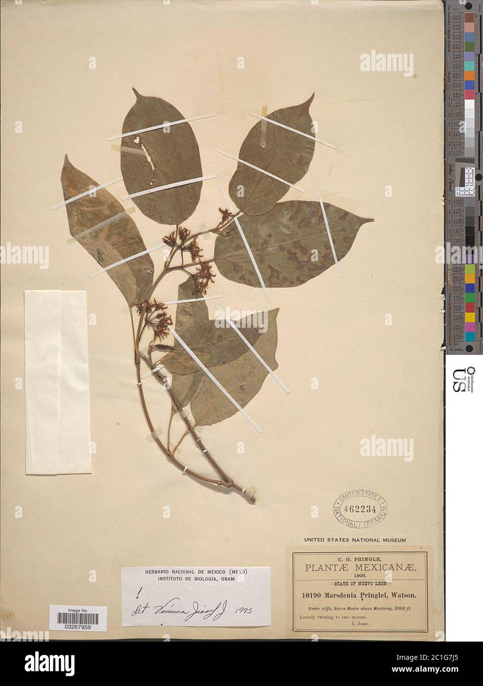 Marsdenia pringlei S Watson Marsdenia pringlei S Watson Stock Photo - Alamy