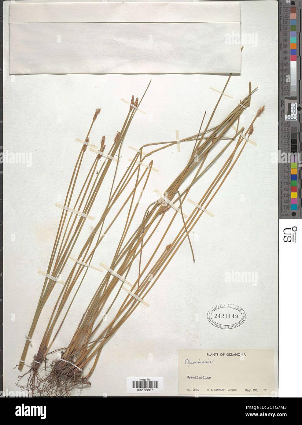 Eleocharis sp hi-res stock photography and images - Alamy