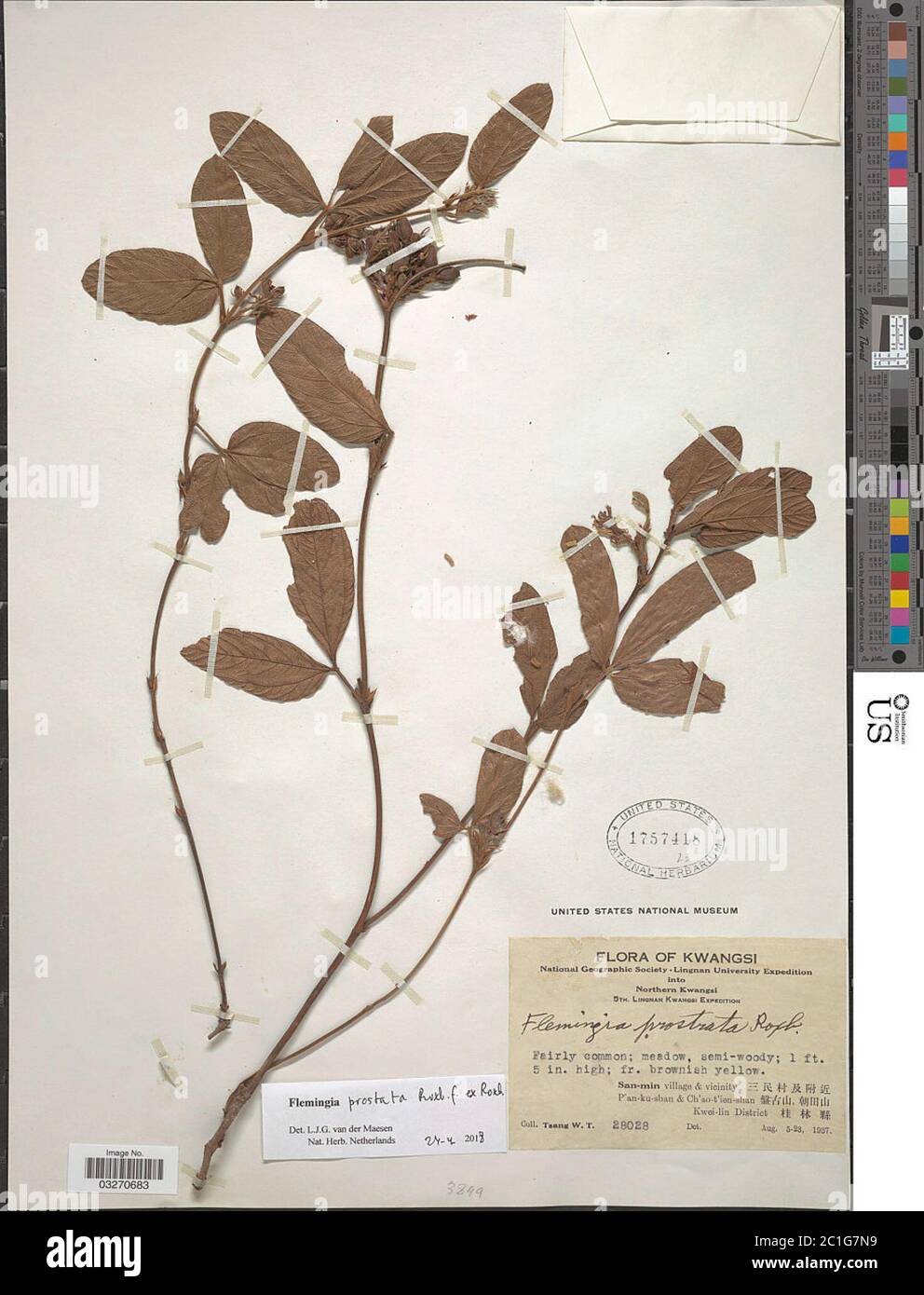 Flemingia prostrata Roxb Flemingia prostrata Roxb Stock Photo - Alamy