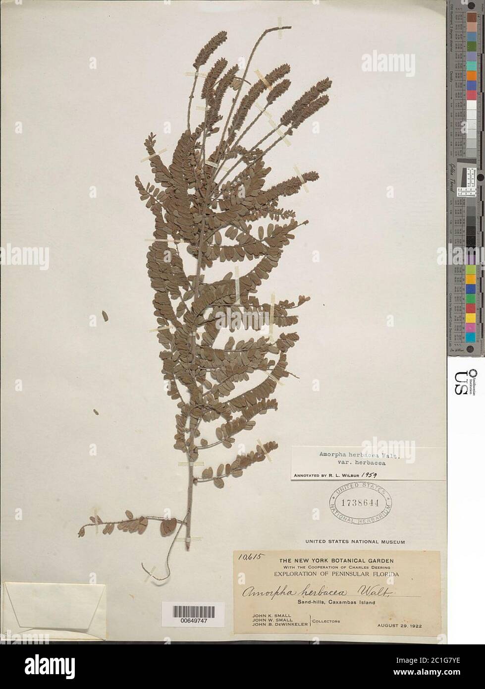 Amorpha herbacea Schltdl Amorpha herbacea Schltdl Stock Photo - Alamy