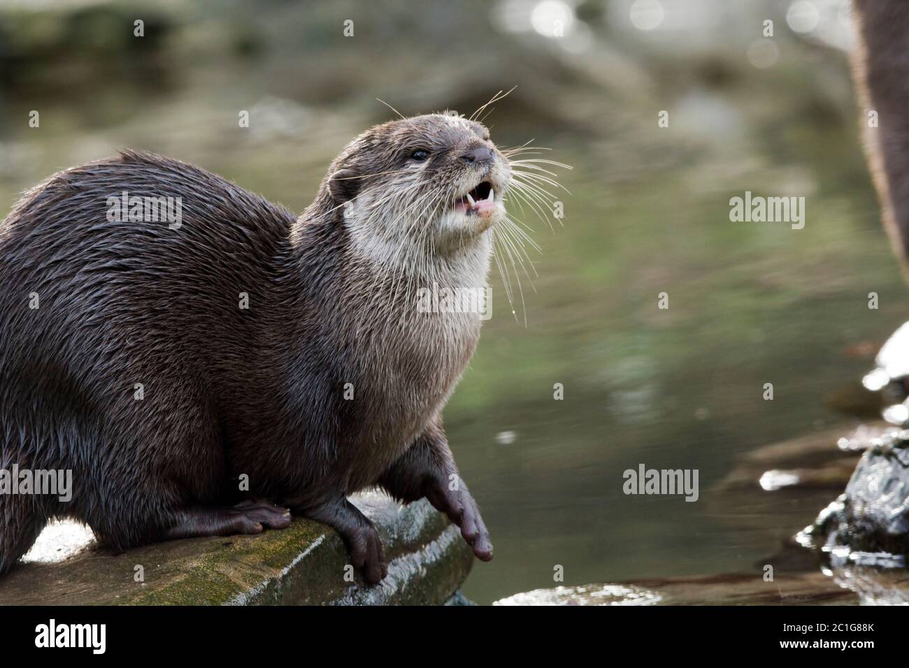 Asian Small Clawed Otter Sitting On A Rock Stock Photo - Alamy