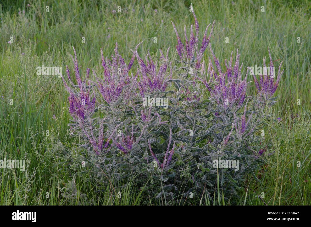 Leadplant, Amorpha canescens Stock Photo - Alamy