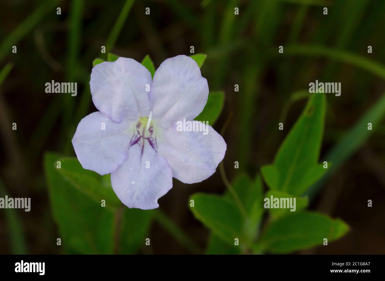 Prairie Petunia, Ruellia humilis Stock Photo - Alamy