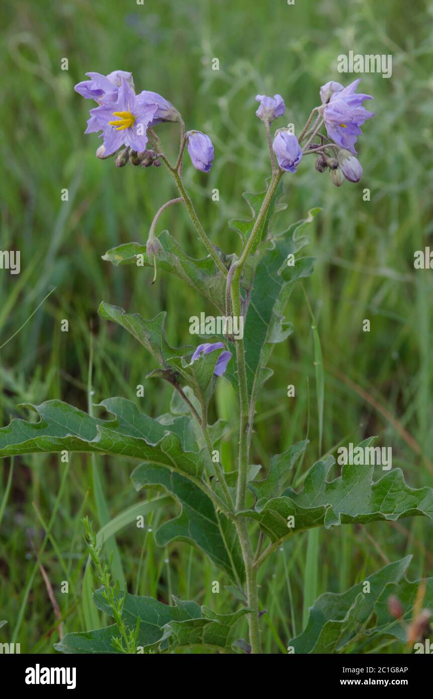 Nightshade, Solanum sp Stock Photo - Alamy