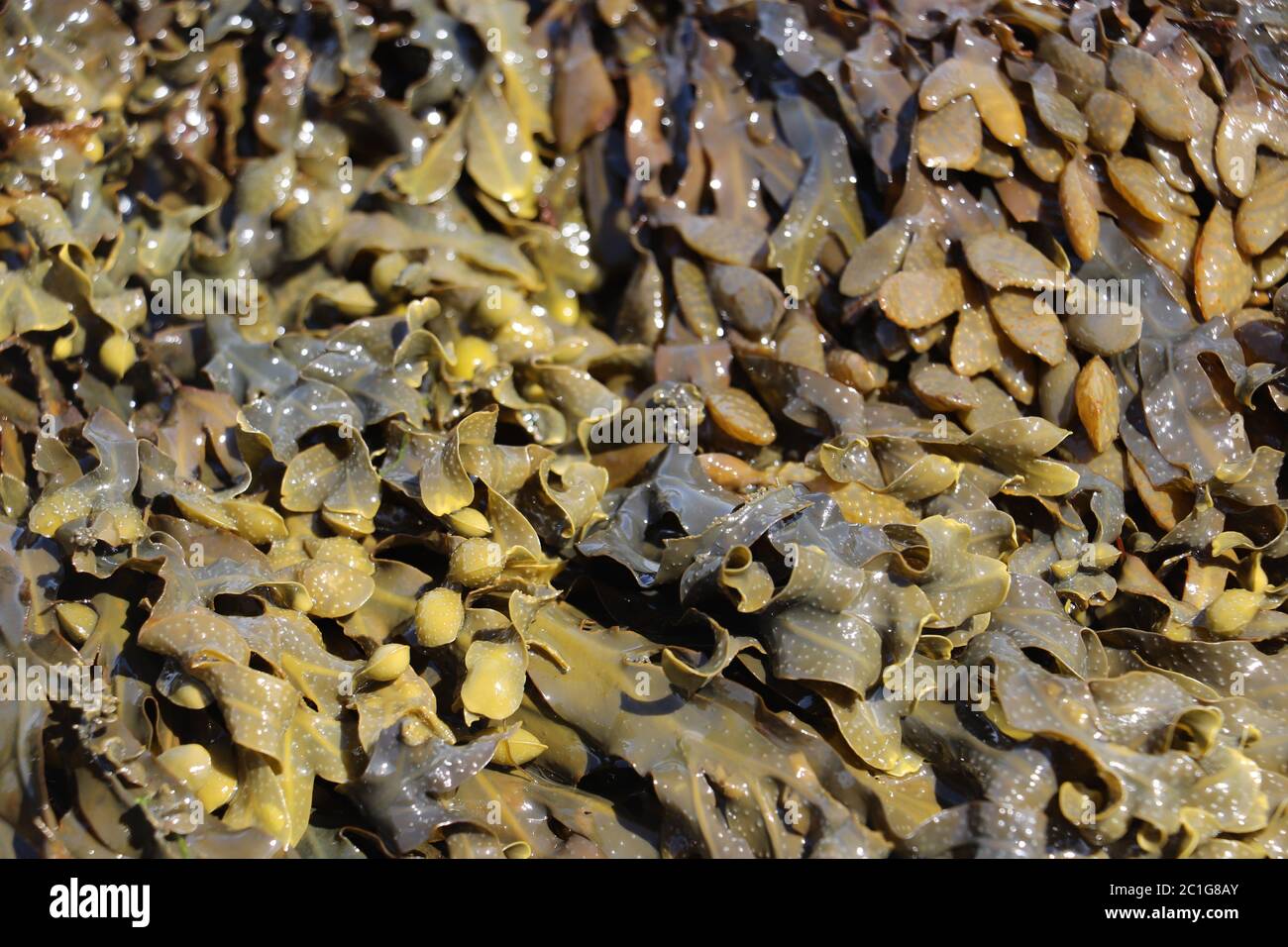 Rock pool submerged seaweed hi-res stock photography and images - Alamy