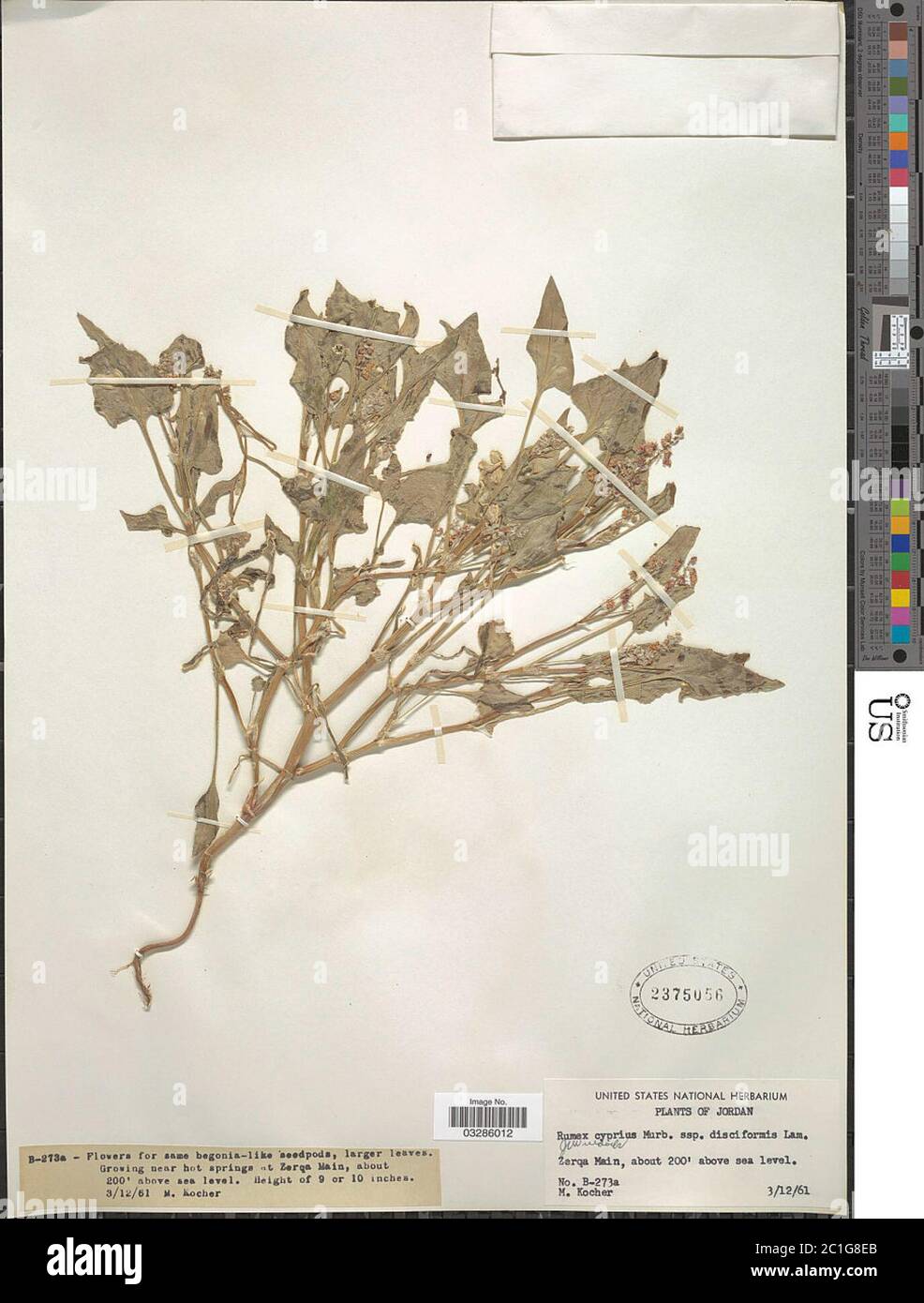 Rumex cyprius Murb Rumex cyprius Murb Stock Photo - Alamy