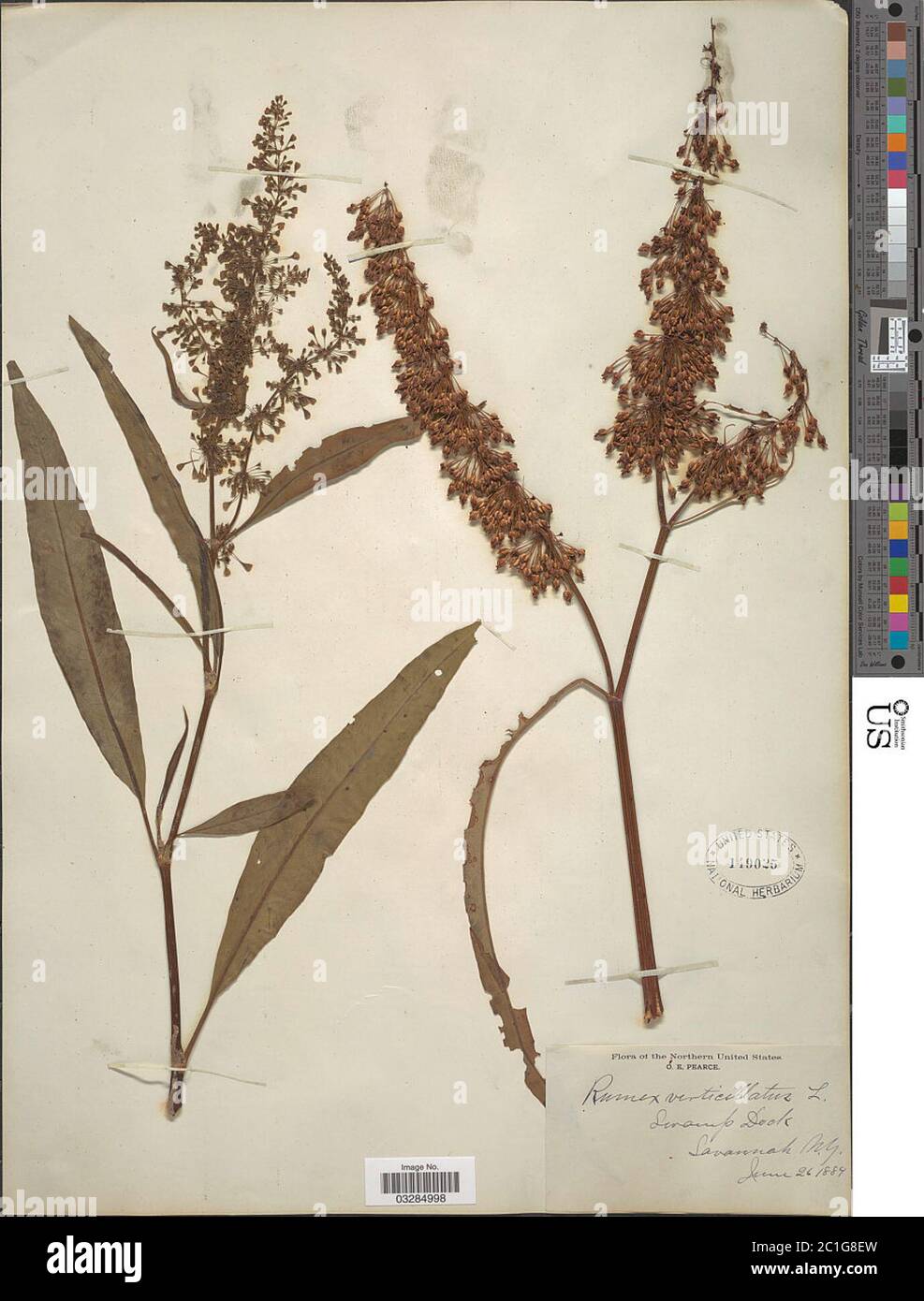 Rumex verticillatus L Rumex verticillatus L Stock Photo - Alamy
