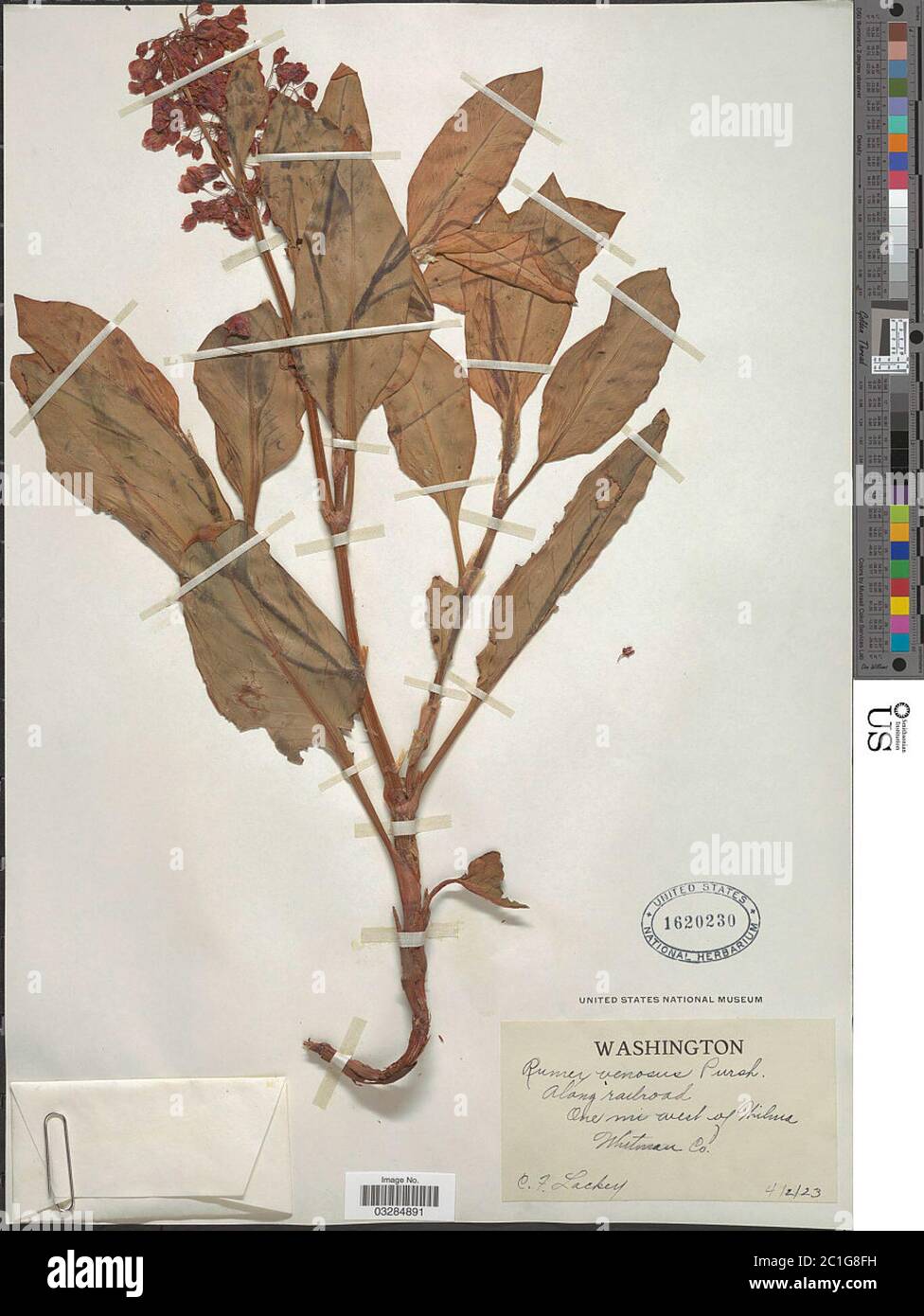 Rumex venosus Pursh Rumex venosus Pursh Stock Photo - Alamy